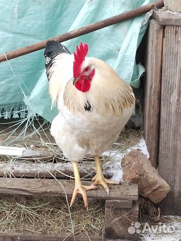 Петухи обмен или продажа