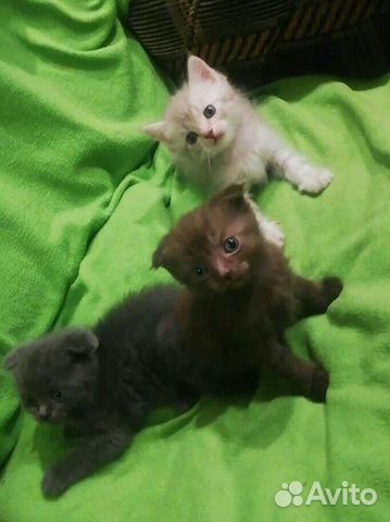 Шотландские котята