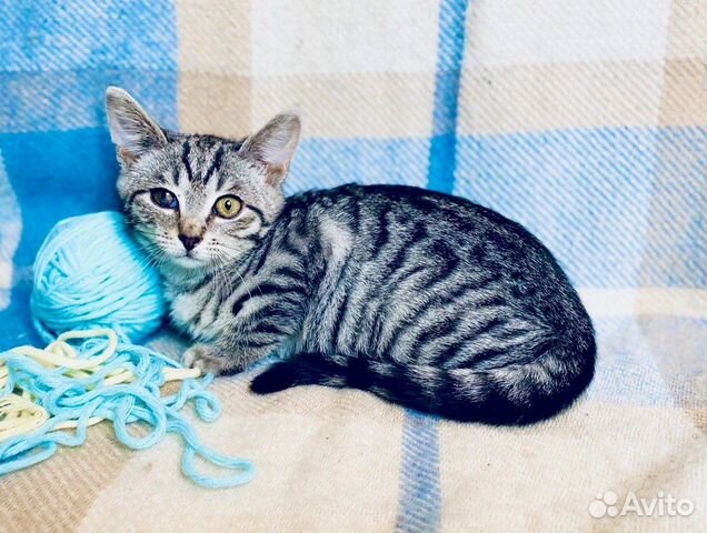 В добрые руки полосатый котёнок Пижон