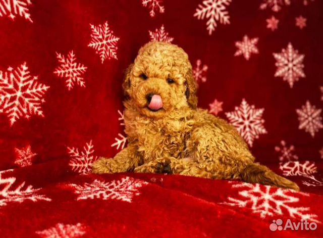 Мальтипу малыши