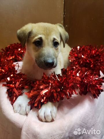 Маленькие щенки в ожидании чуда