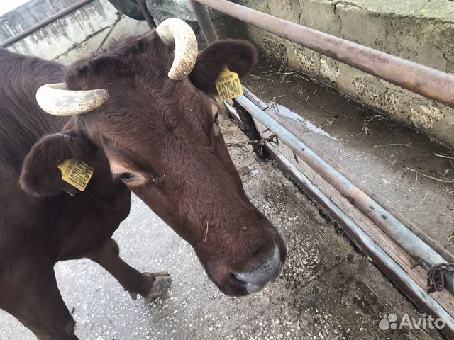 Коровы дойные