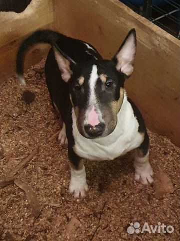 Миниатюрный бультерьер щенок