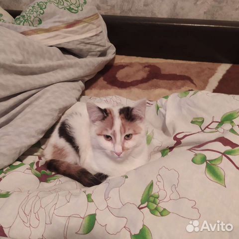 Отдам девочку в хорошие руки, ещё маленькая, взяли