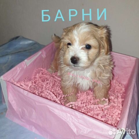 Малььипу ф1 мини и министандарт