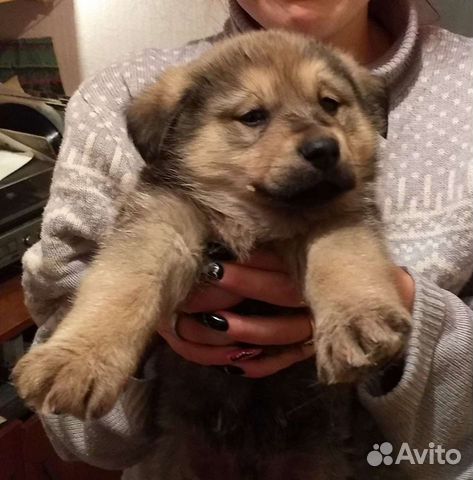 Собака в добрые руки щенок