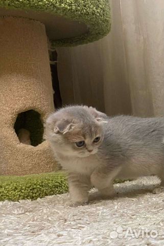 Зеленоглазый блондин