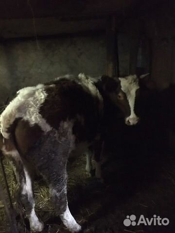 Бычки и телята