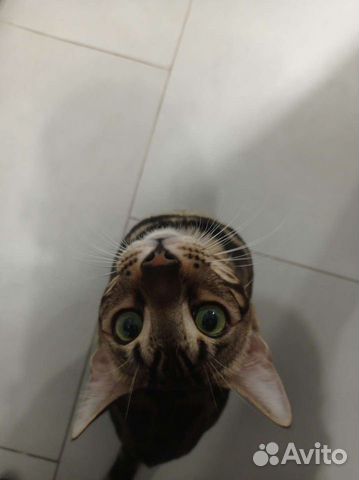 Бенгал вязка