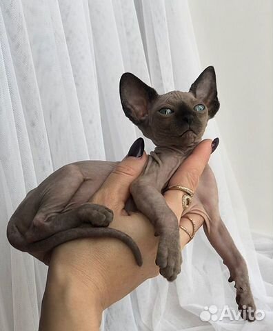 Канадский сфинкс котенок