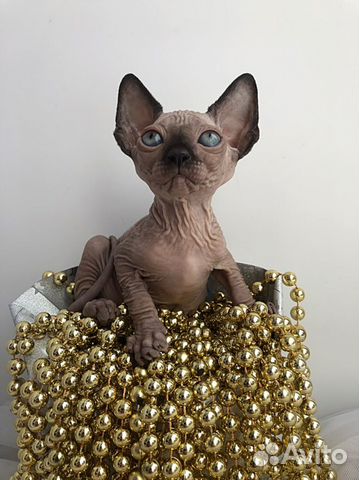 Канадский сфинкс котенок