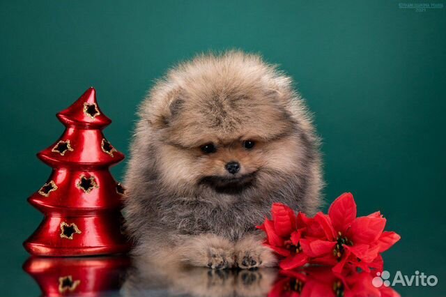 Померанский шпиц