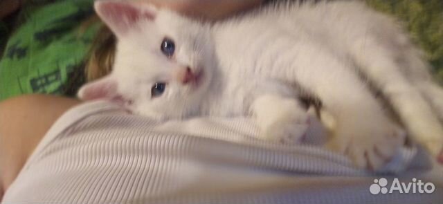 Чудесные котята породы Као-мани