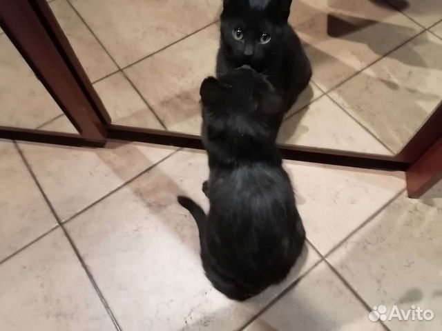 Маленькая пантера