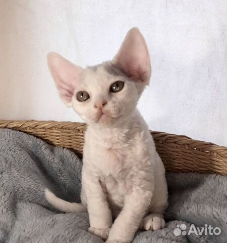 Мальчики Девон Рекс