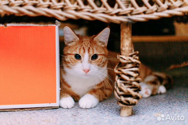 Рыжий мальчик 6 месяцев в добрые руки