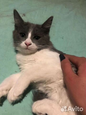 Кошечка, котёнок девочка, 3 мес, нежная