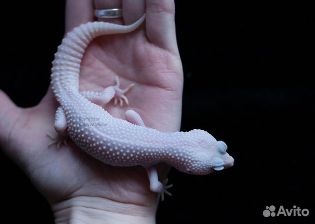 Эублефар diablo blanco