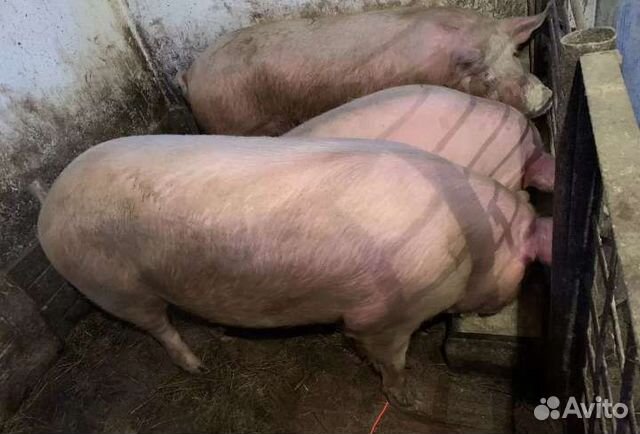 Свиньи поросята ландрас