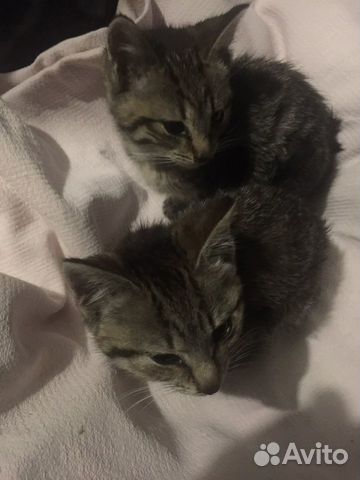 Котята в добрые руки бесплатно