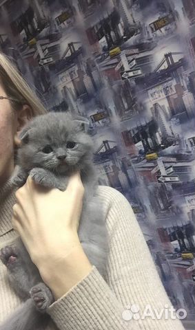 Шотландский котенок (девочка)