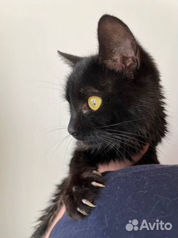 Кошки в добрые руки бесплатно