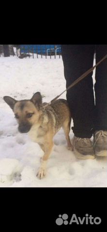 Малышка Даша ищет дом