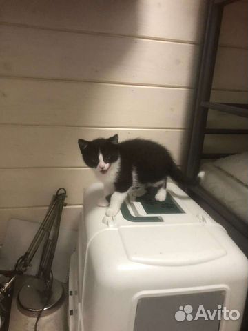 Котята бесплатно