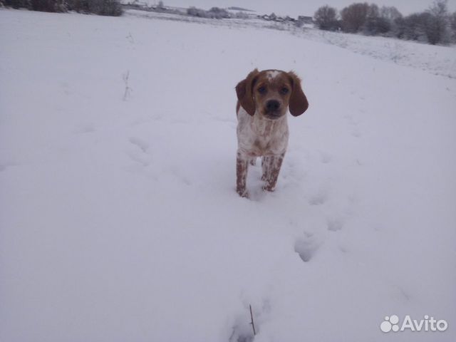 Бретонский эпаньоль