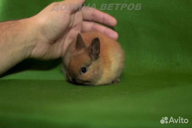Кролик девочка 200 граммов карликовый минор