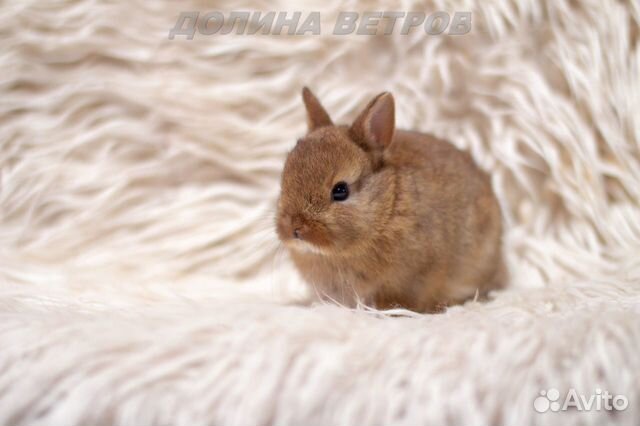 Крошечный малыш минор агути мальчик