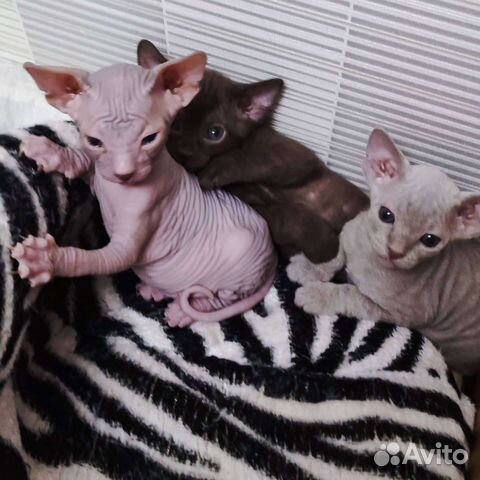 Донской сфинкс котята