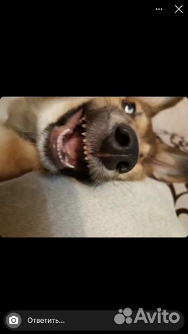 Собака в добрые руки