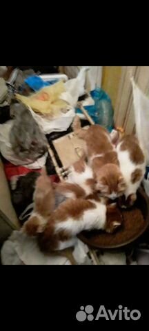 Кошки породы Турецкий Ван