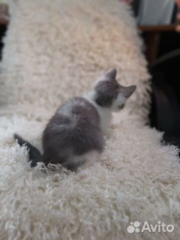 Котёнок с долларом на спинке