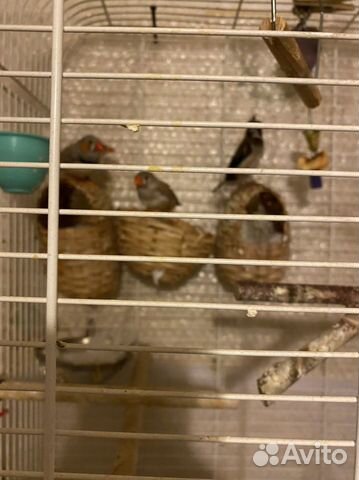 Амадины с клеткой