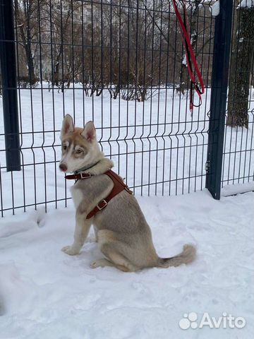 Щенок хаски в добрые руки