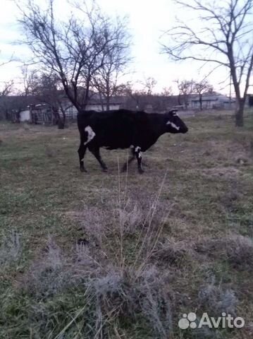 Коровы дойные и тёлки