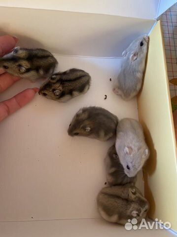 Джунгарский хомяк