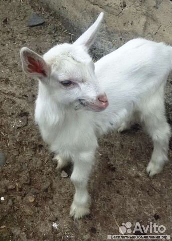 Смесь козочка