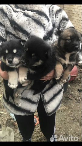 Щенки от Хаски