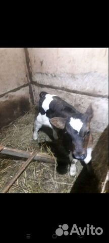 Телочка 20 дней