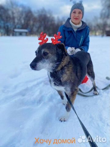 Ласковая дружелюбная собачка небольшого размера
