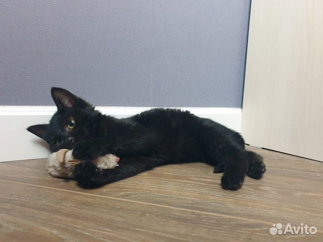 Ищет мам-пап маленькая застенчивая мурлыка