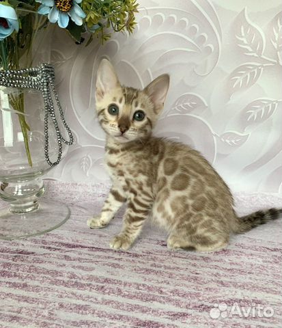 Бенгальские котята