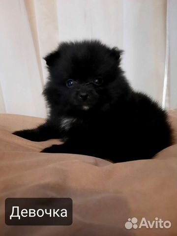 Малыши Шпицули