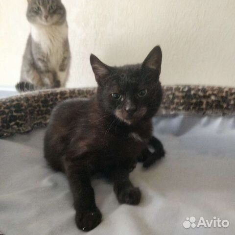 Котёнок Ваня ищет дом
