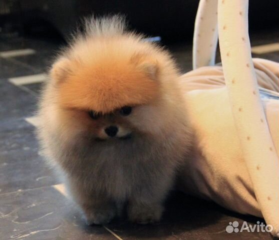 Мини Мишка Померанский шпиц.мальчик