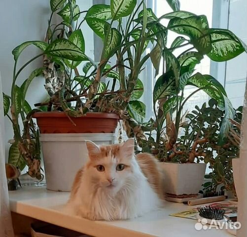 Умный добрый спокойный котик