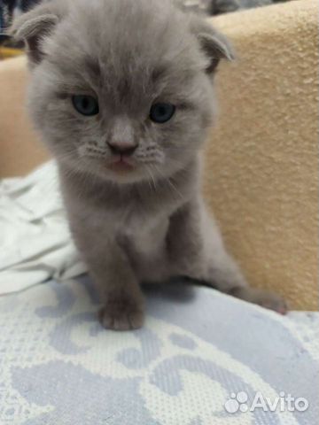 Британская